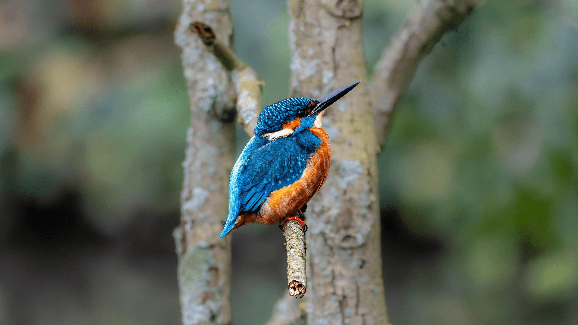 【無料素材サイト】Pixabay！商用利用の注意点 - CreateBit